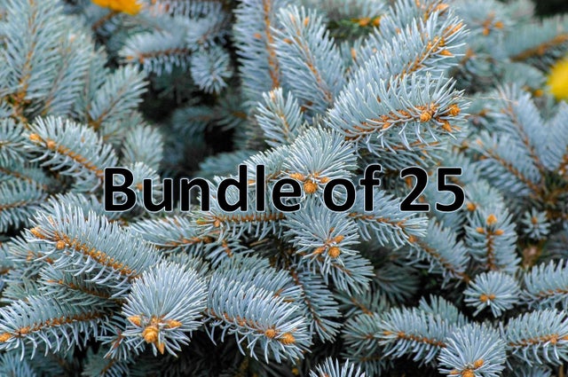 spruce bundles
