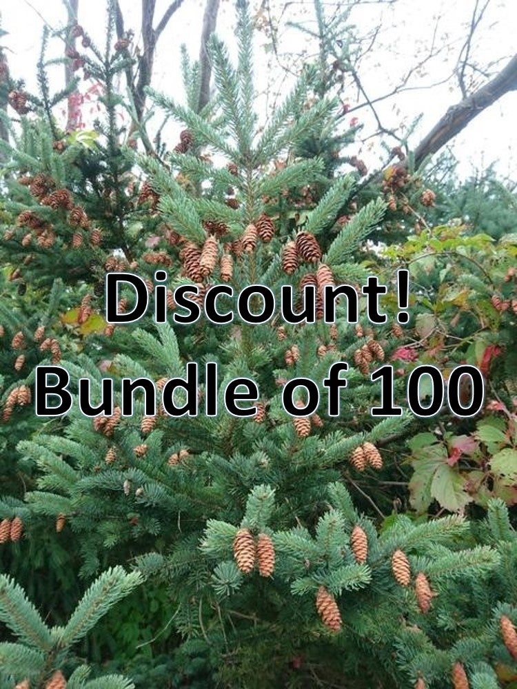 White Spruce (bundle of 100) | Waupaca County Online Tree Sale